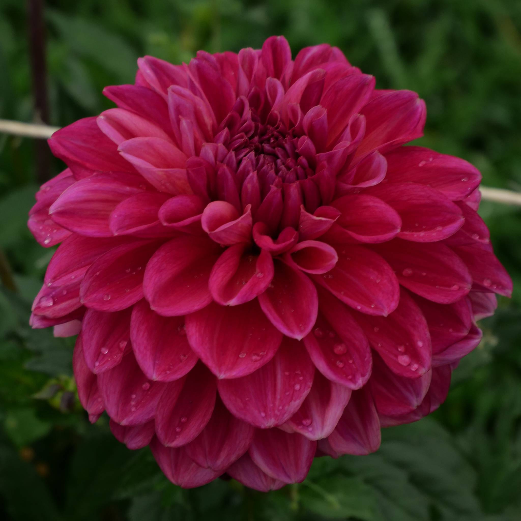 Perch Hill (IMP) – Mount Mera Botanical