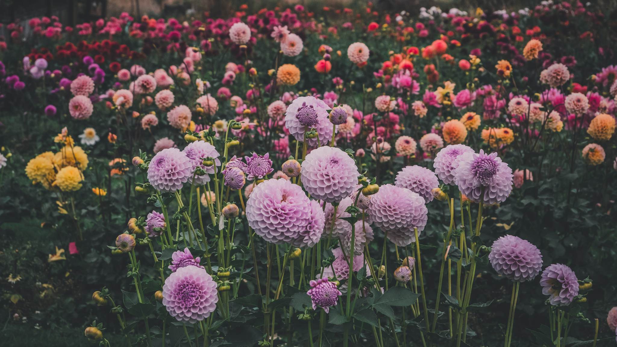 Mount Mera Botanical