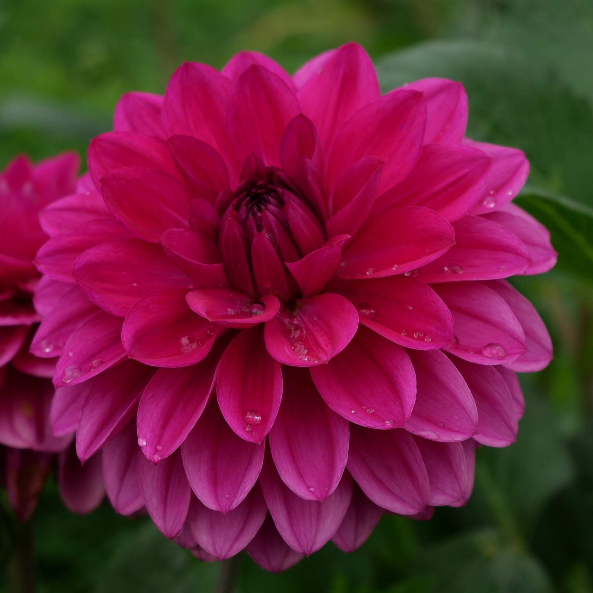 Candy Time – Mount Mera Botanical