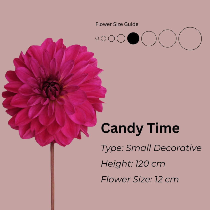 Candy Time – Mount Mera Botanical