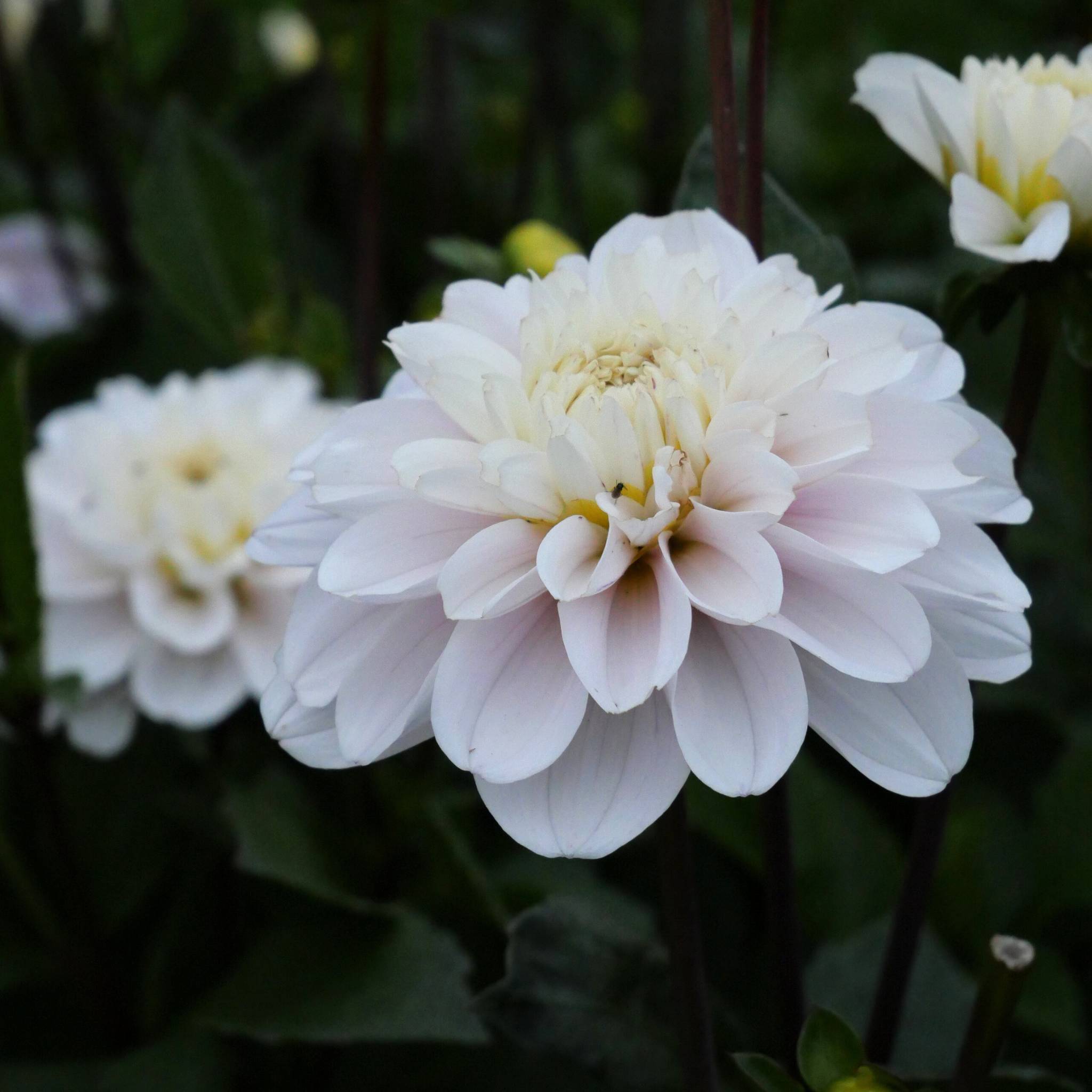 Cayen – Mount Mera Botanical