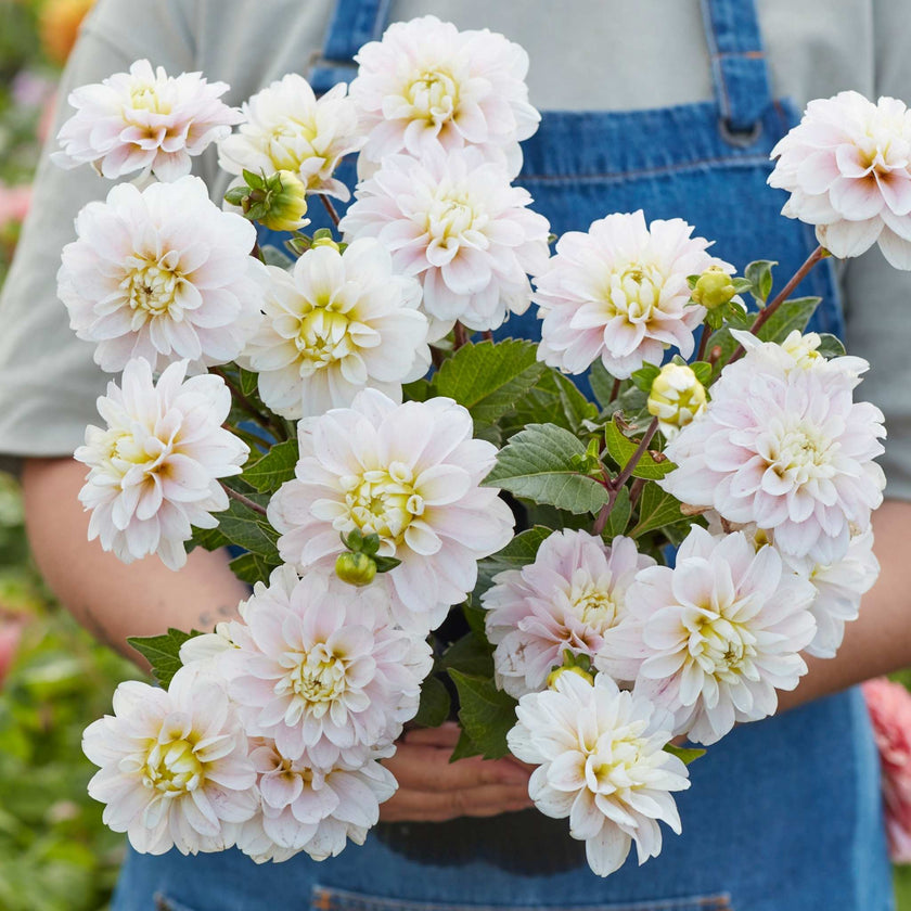 Cayen* – Mount Mera Botanical