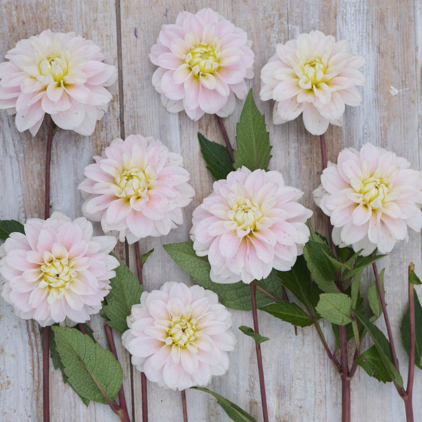 Cayen – Mount Mera Botanical