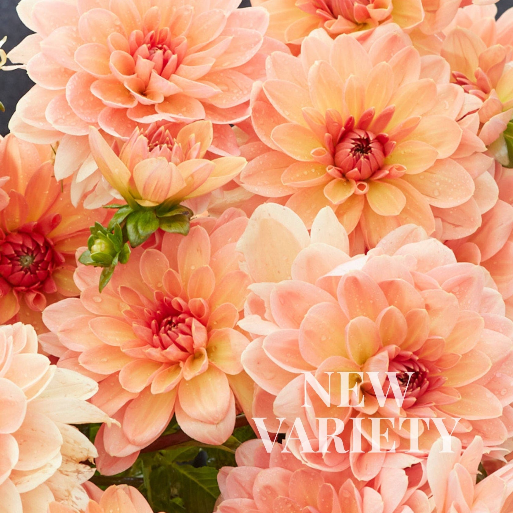 Elegant Lady – Mount Mera Botanical