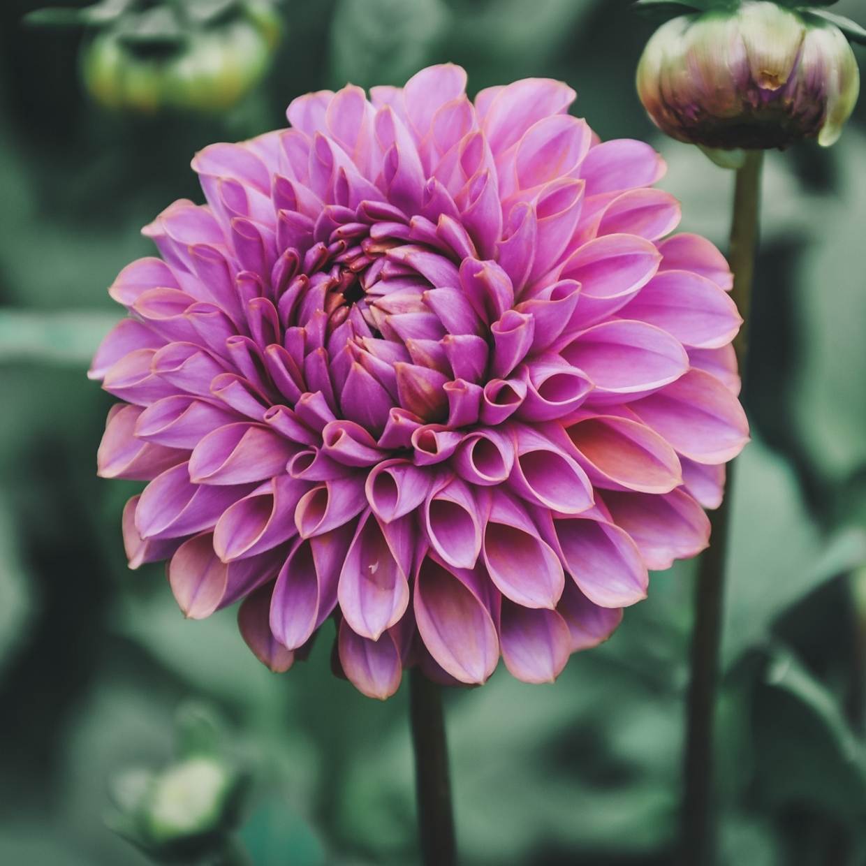 Isabel – Mount Mera Botanical