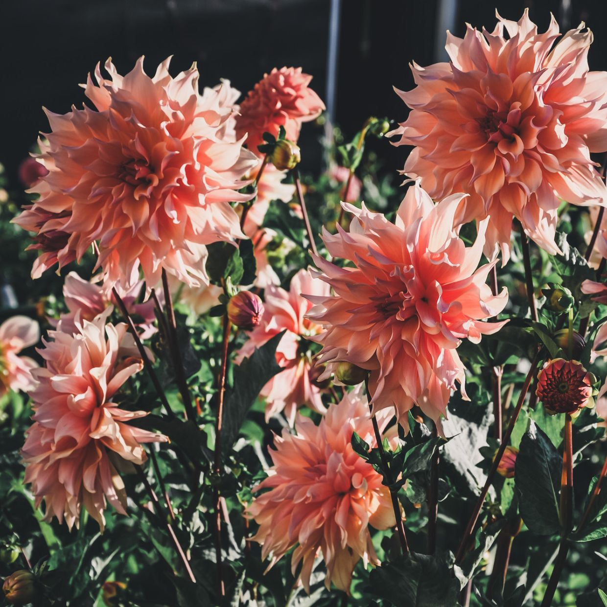 Mango Madness (Pot Tuber - Sprouted) – Mount Mera Botanical