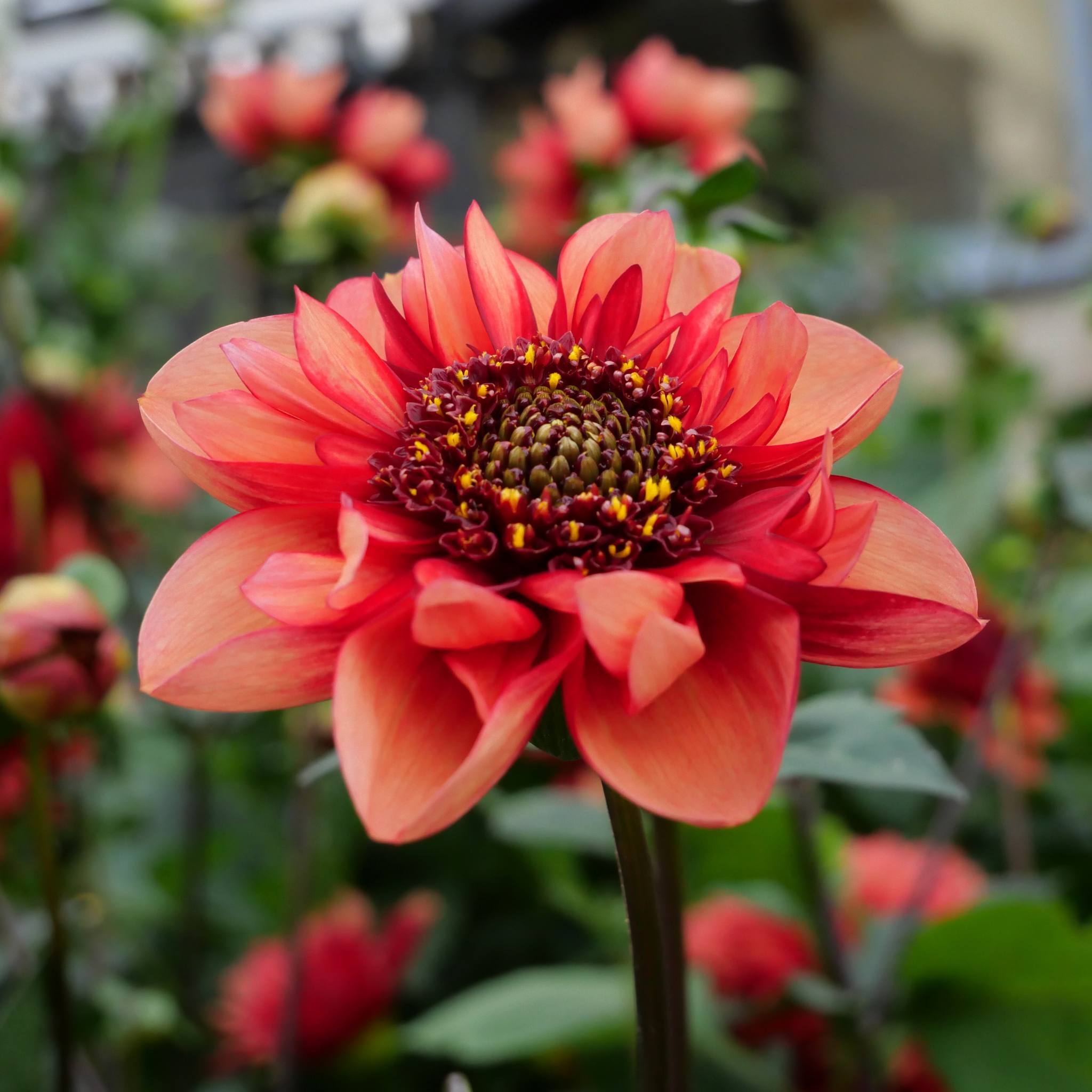 Sarah Raven (IMP)LIMIT 1 – Mount Mera Botanical