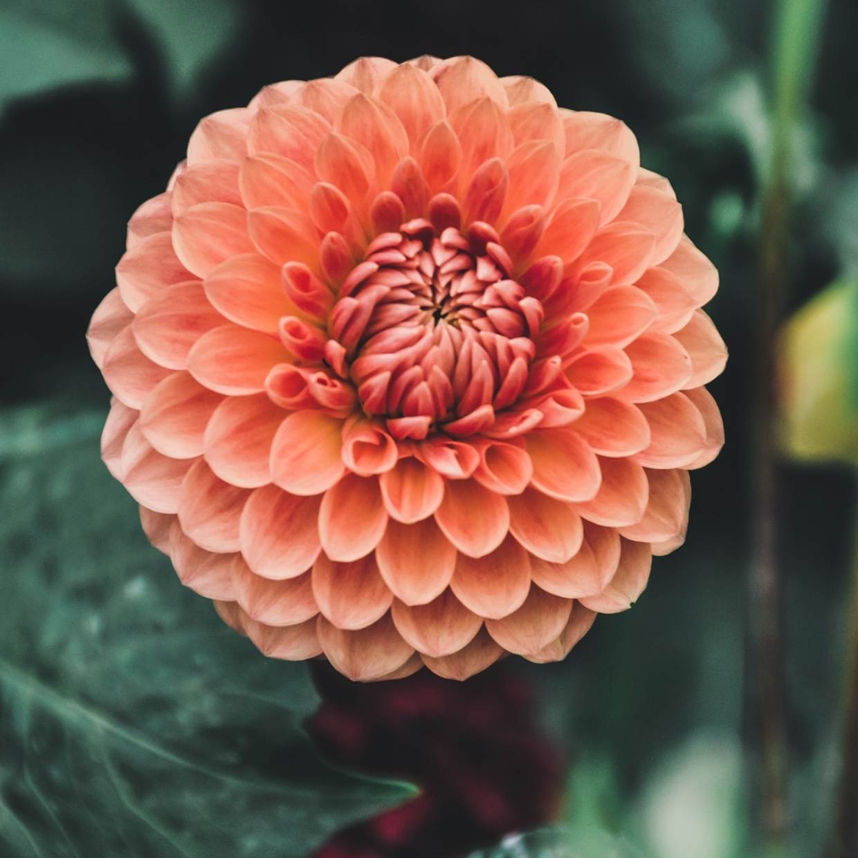 Sylvia (Pot Tuber - Sprouted) – Mount Mera Botanical